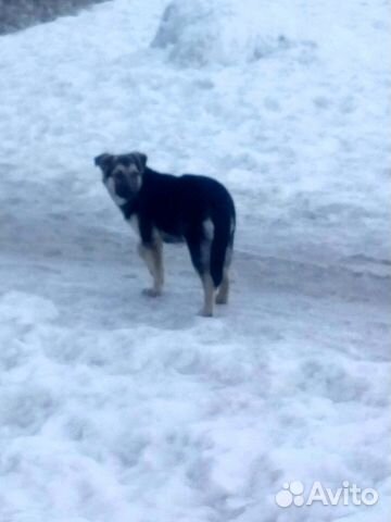 Отдадим в хорршие руки