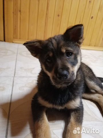 Щенок лайки