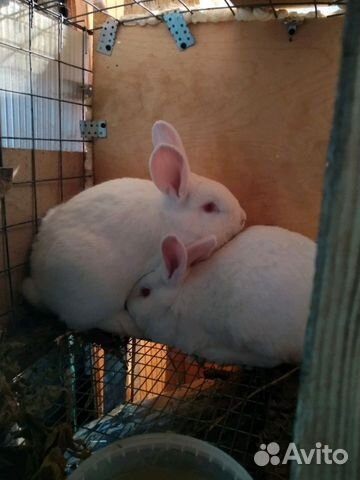 Кролики нзб