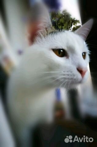 Метис турецкого вана