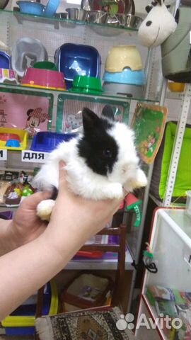 Декоративные кролики