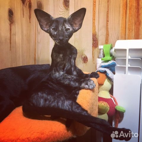 Экстремальные котята из питомника Goldorio