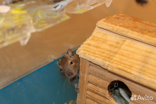 Дегу. Дегусята