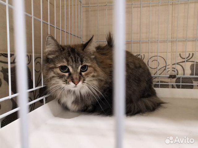 Кошечка в добрые руки