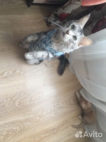 Кошка мейнкун
