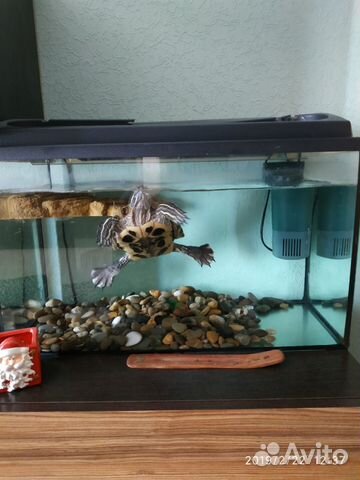 Красноухая черепаха