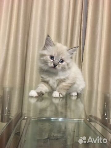 Невская маскарадная котята