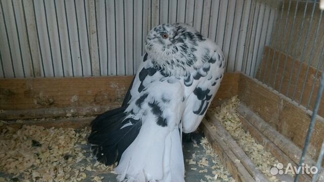 Продаю двух статных пёстрых голубей