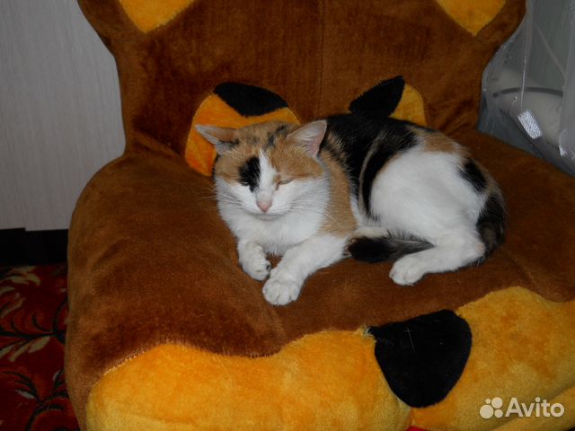 Пропала кошка