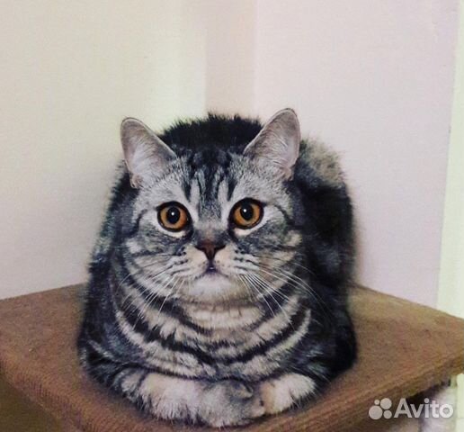 Кот Британец в хорошие руки