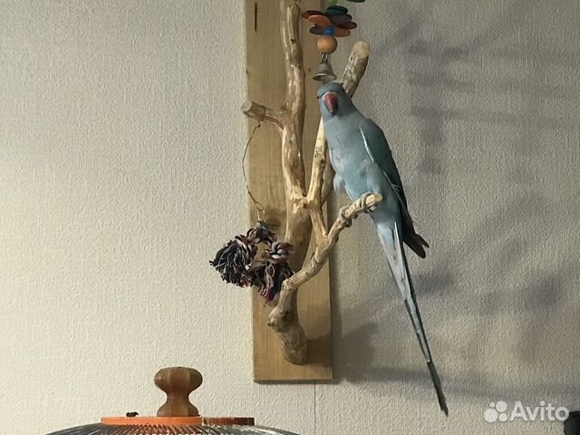 Ожереловый попугай