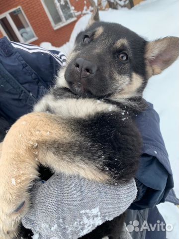 Лучшие щенки вео