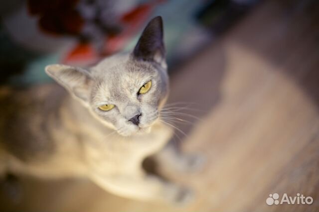 Неженка и болтушка ищет новую семью