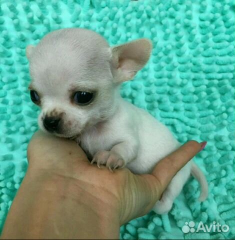 Чихуашки мини и стандарт