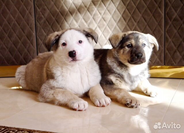 Маленький и очень хорошенький щенок ищет дом