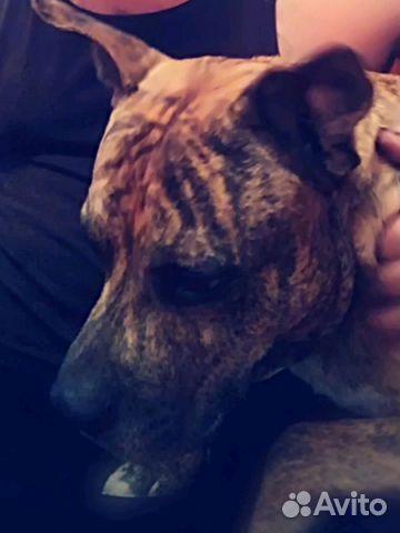 Отдам собаку стаф