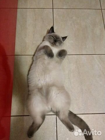 Ищем кота для вязки(девочка гуляет)