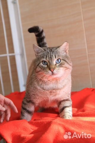 Голубоглазый плюшевый толстун Лева в дар