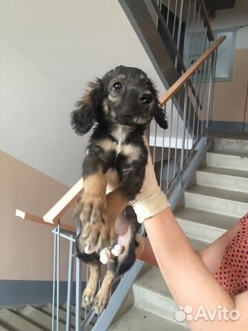 Отличные, красивые щенки