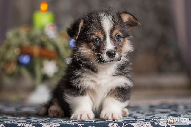 Щенок Вельшкорги Пемброк мальчик