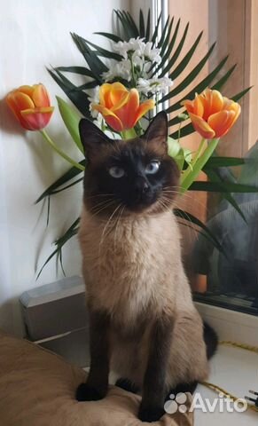 Кот на вязку Тайский-Сиамский
