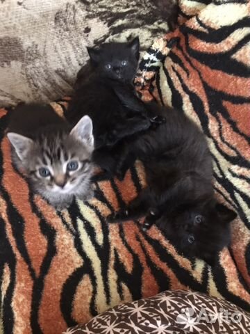 Котята