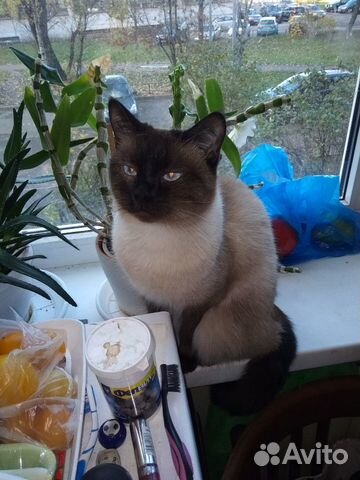 Последняя девочка