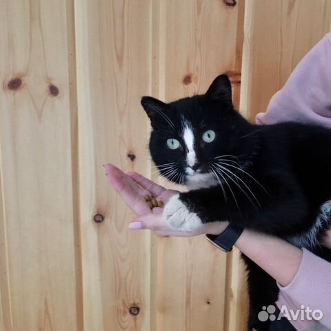 Классный котик ищет любящий дом