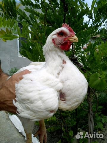 Цыпленок бройлера