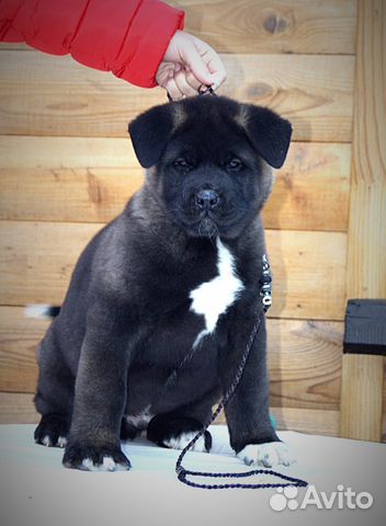 Американская Акита Бурый Мишка