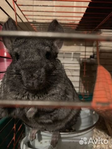 Шиншилла 1,5 года в добрые руки
