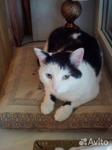 Котик в добрые руки