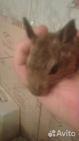 Чилийская белка, белка дегу