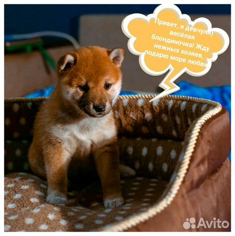 Сиба ину дети солнца