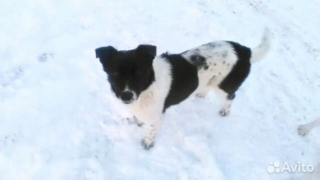 Щенок - Найда в черно-белом смокинге