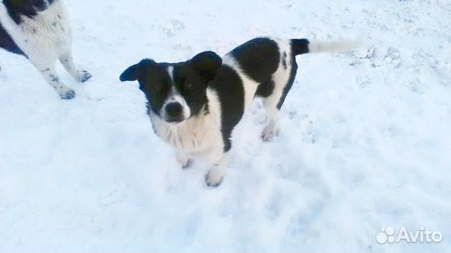 Щенок: а во лбу звезда горит