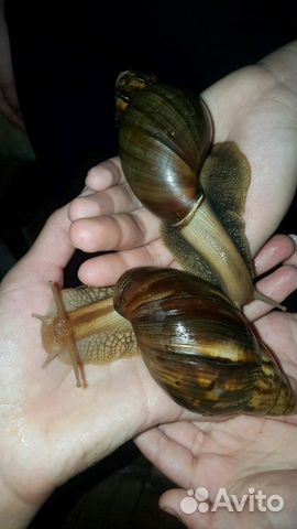 Улитки Ахатинки маленькие и большие