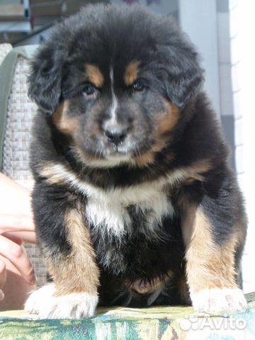 Монгол банхар овчарка волкодав