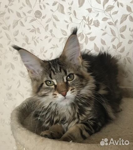 Кошечка Олли