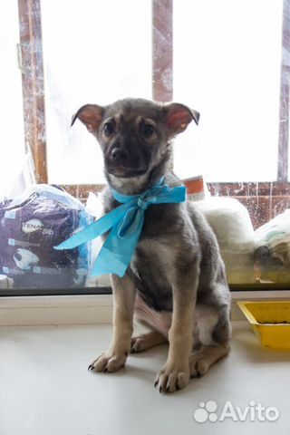 Очаровашка Чапа ищет свой дом