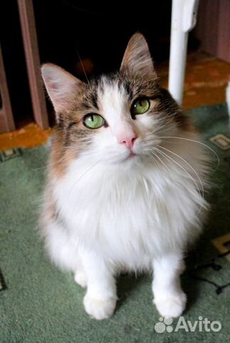 Необычная кошечка Кики