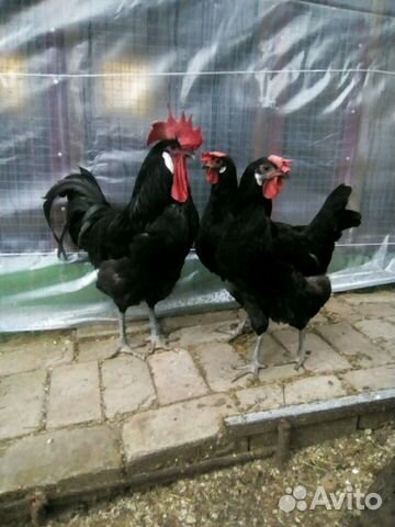 Яйцо кур барбезье