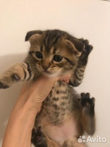 Продаю котёнка полукровку