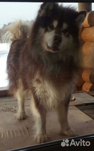 Аляскинский Маламут для вязки