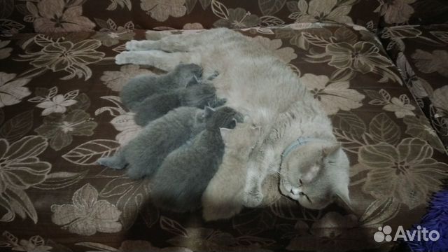 Продаю котят