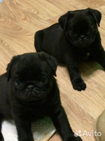 Мальчики породы Мопс