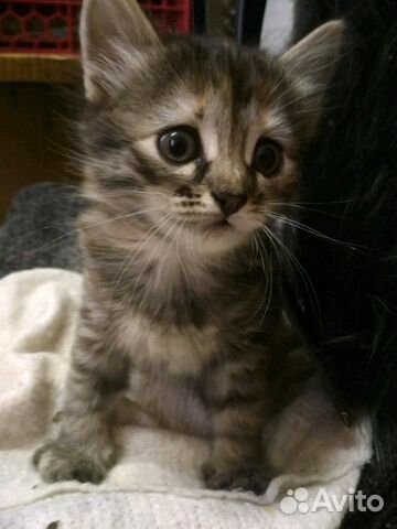 Кошечка 1мес