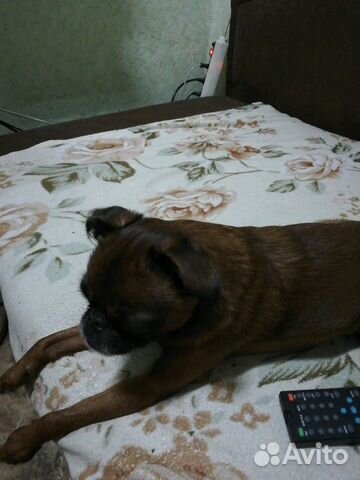 Пти брабансончик вязка