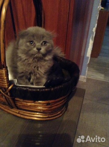 Резервация котят