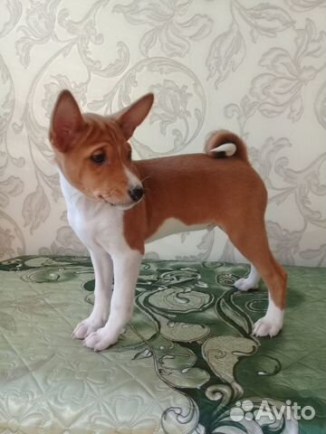 Очаровательные щенки басенджи